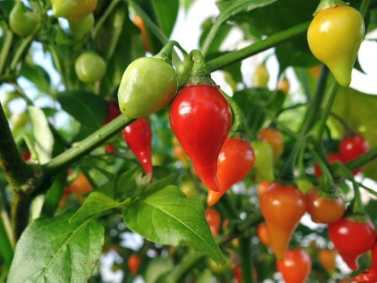 Biquinho (sweety drop) – One Drop Farm
