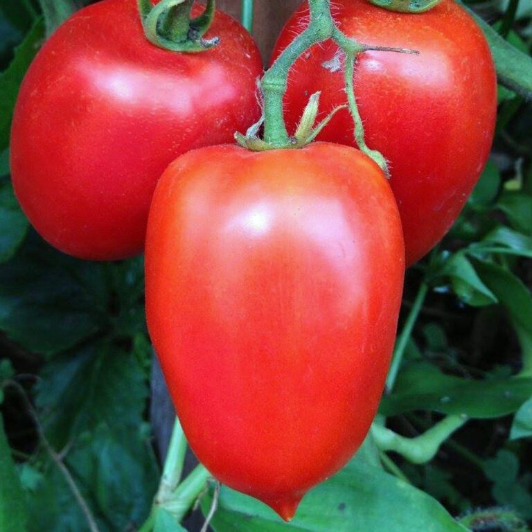 Paste Tomatoes – One Drop Farm